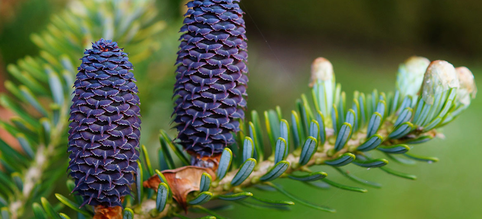 Home - Western Garden Nursery Western Garden Nursery