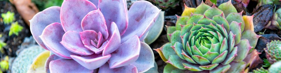 Home - Western Garden Nursery Western Garden Nursery